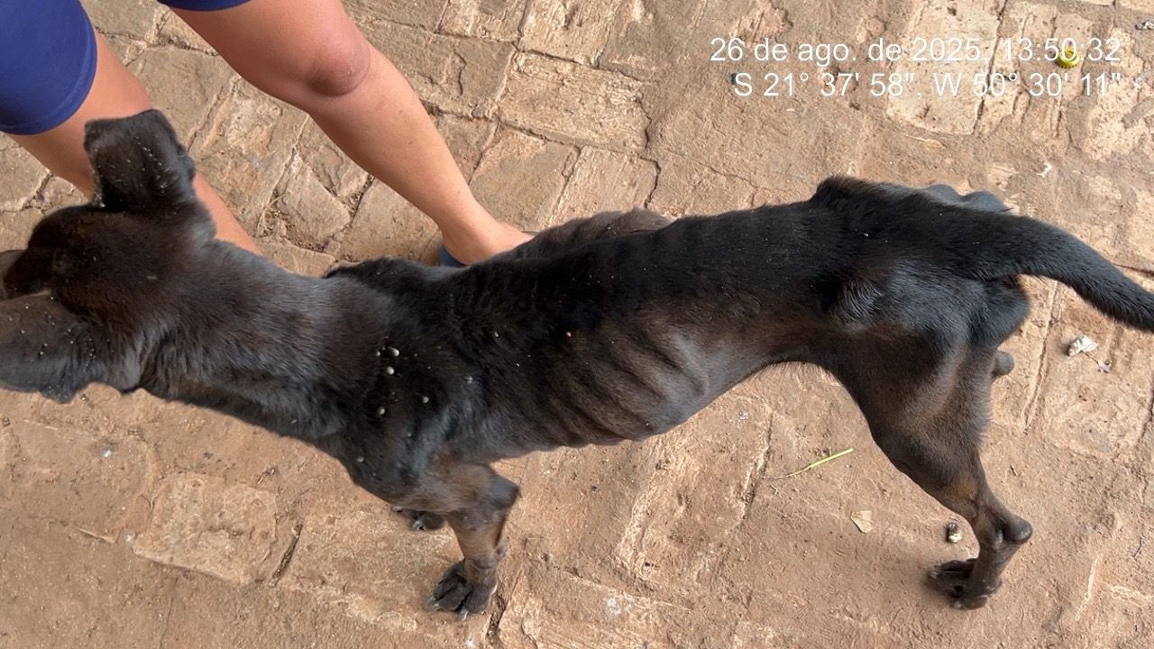 Cão desnutrido é resgatado e tutor é multado em R$ 3 mil pela PM ...